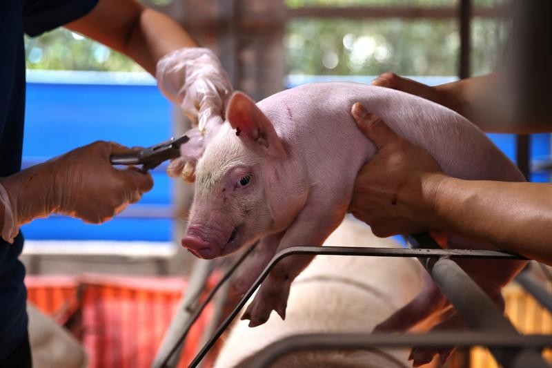 Cerita Asal Mula Mitos Babi Ngepet: Jadi Kaya Secara Instan Cerita Asal Mula Mitos Babi Ngepet: Jadi Kaya Secara Instan