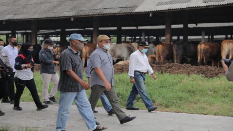 Babel Siapkan 50 Hektare Lahan untuk Tempat Karantina Sapi Australia