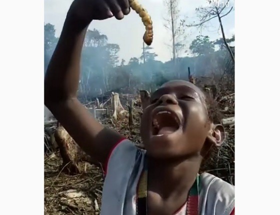 Mengenal Ulat Kayu, Camilan Asli Papua Tinggi Protein dan Gurih Mirip ...