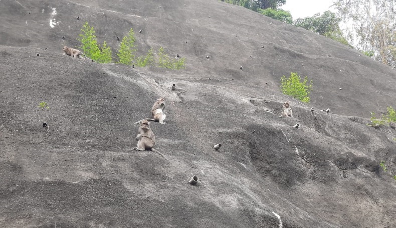 Kelaparan, Kawanan Monyet Ekor Panjang Turun Gunung ke Waduk Cirata ... Kelaparan, Kawanan Monyet Ekor Panjang Turun Gunung ke Waduk Cirata ...