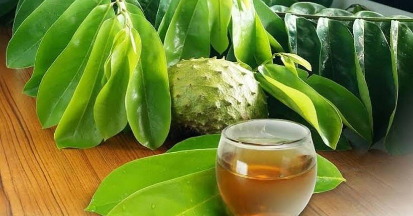 Mengonsumsi Herbal Daun Sirsak Dapat Tingkatkan Imunitas Tubuh Ini