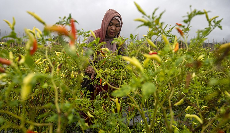 Harga Cabai Rawit Tembus Rp100.000 per Kilogram