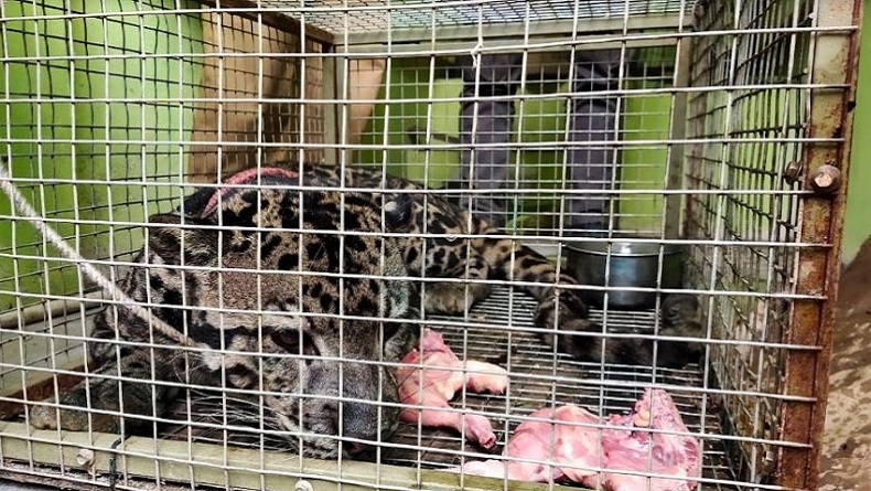 Terjerat Perangkap Babi, Macan Dahan di Agam Diselamatkan Warga Terjerat Perangkap Babi, Macan Dahan di Agam Diselamatkan Warga