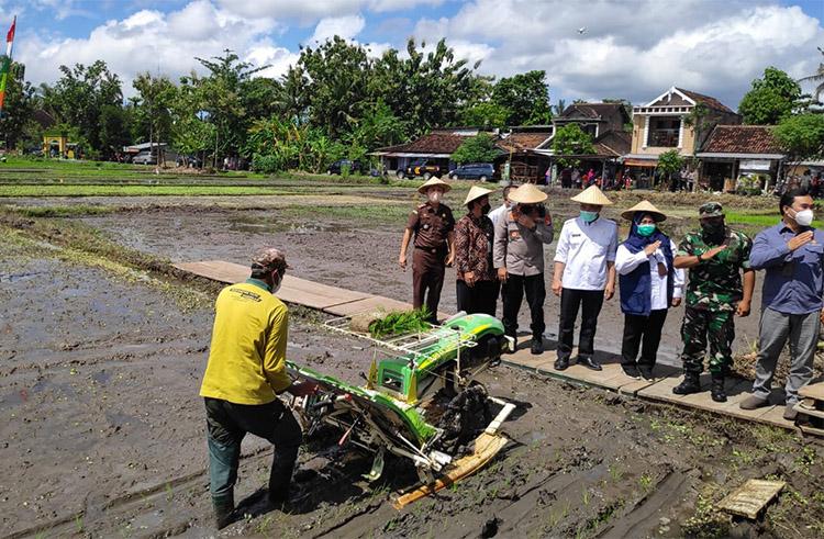Kementan Dorong Pengembangan Padi Varietas IP400, Setahun Dipanen 4 Kali Kementan Dorong Pengembangan Padi Varietas IP400, Setahun Dipanen 4 Kali