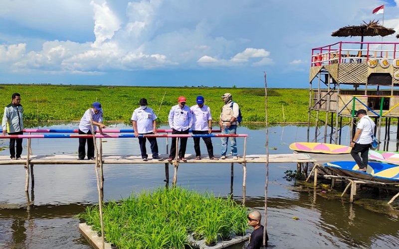 Kalsel Kembangkan Padi Apung Solusi Lahan Tergenang, Begini Caranya