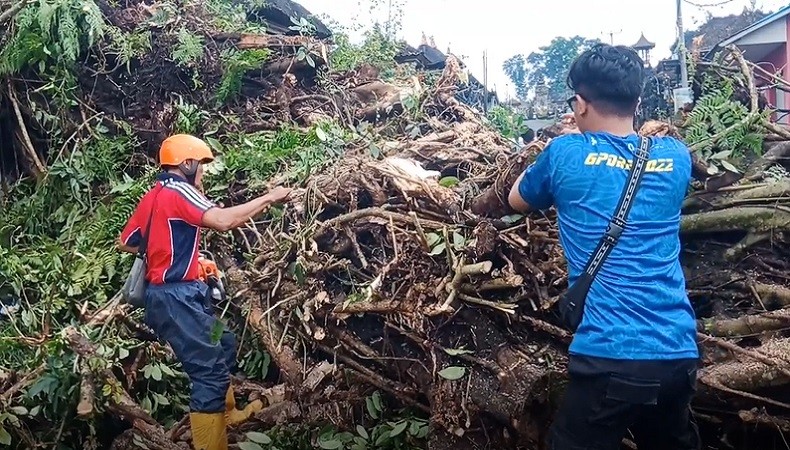 Pohon Besar Berusia Ratusan Tahun di Bali Tumbang saat Hujan Deras