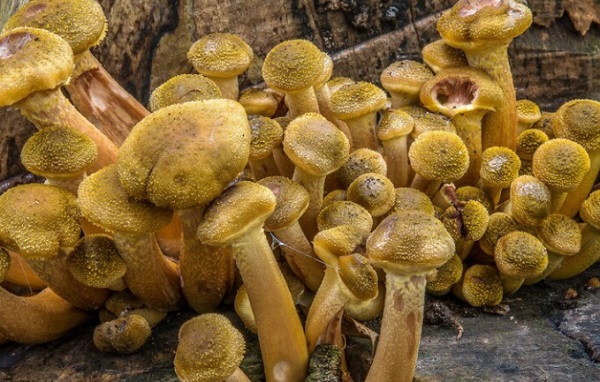 Protista: Pengertian, Ciri, Klasifikasi dan Contohnya dalam Kingdom