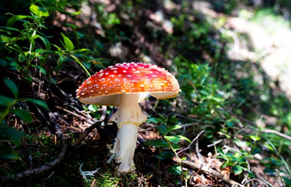 Ciri-ciri Jamur dari Bentuk hingga Habitat dan Cara Hidupnya Lengkap