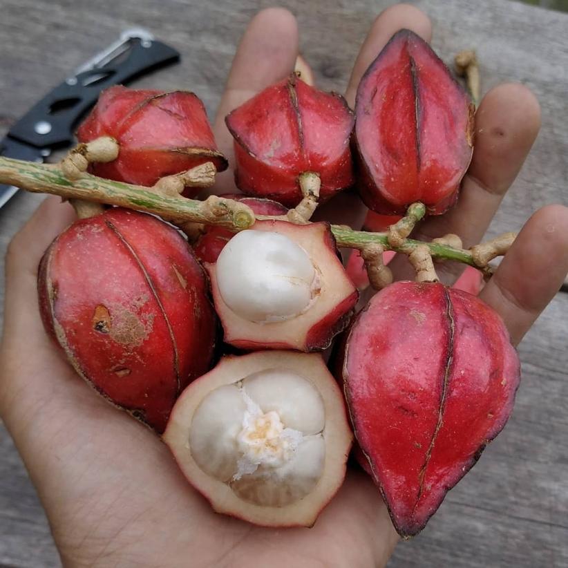 Buah Khas Kalimantan yang Mulai Langka, Ada yang Mirip Nangka