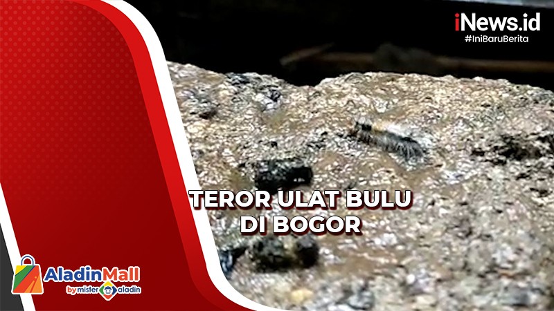 Diserang Hama Ulat Bulu, Sekolah di Mojokerto Pulangkan Siswa Diserang Hama Ulat Bulu, Sekolah di Mojokerto Pulangkan Siswa