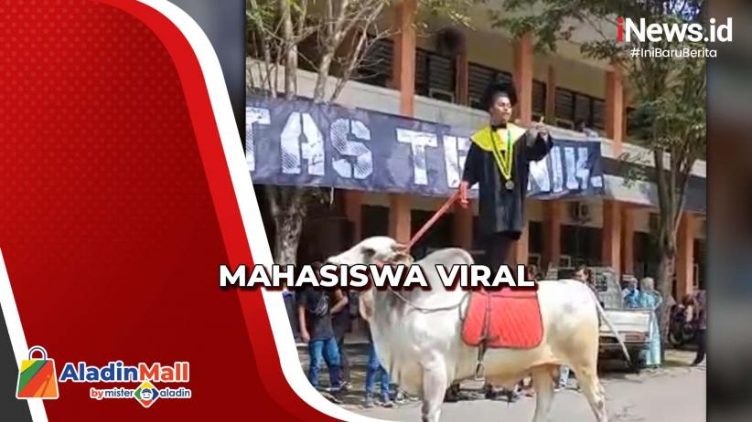 Waduh, Mahasiswa Ini Berangkat Naik Sapi ke Acara Wisudanya