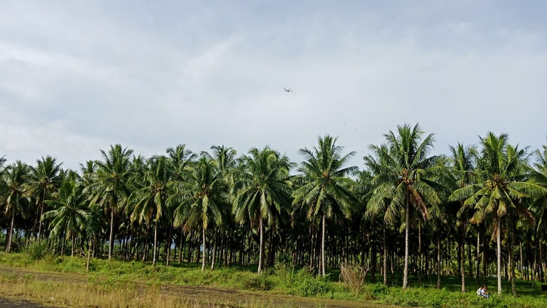 Sulawesi Utara Dikenal Daerah Nyiur Melambai, Ternyata Punya Perkebunan ...