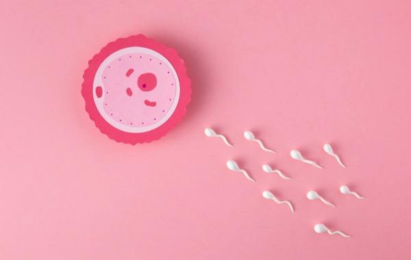 Spermatogenesis: Proses Pembentukan Sperma pada Laki-Laki dan Oogenis ... Spermatogenesis: Proses Pembentukan Sperma pada Laki-Laki dan Oogenis ...