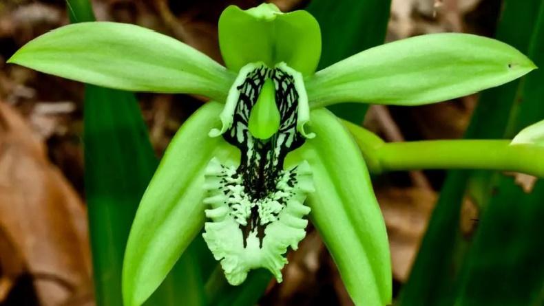 5 Flora Khas Papua, Ada yang Langka hingga Kaya Manfaat untuk Kesehatan