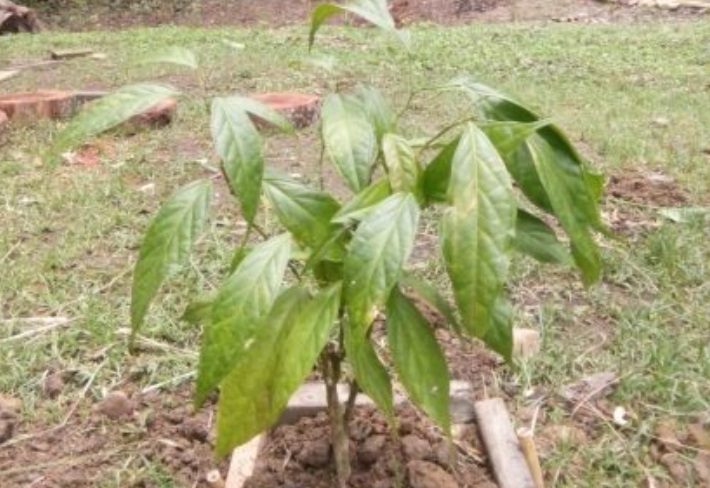 Mengenal Daun Sengkubak, Penyedap Rasa Alami dari Kalimantan