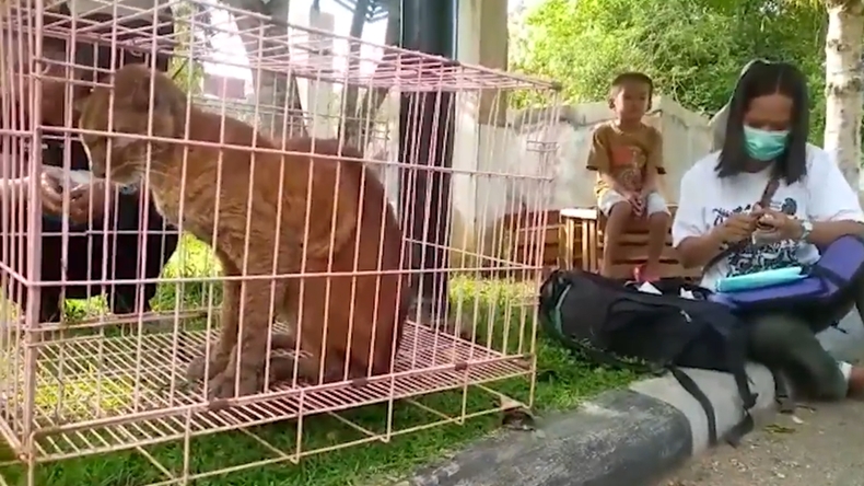 Pemkab Tangerang Buka Layanan Sterilisasi Kucing Gratis, Simak Syarat ... Pemkab Tangerang Buka Layanan Sterilisasi Kucing Gratis, Simak Syarat ...