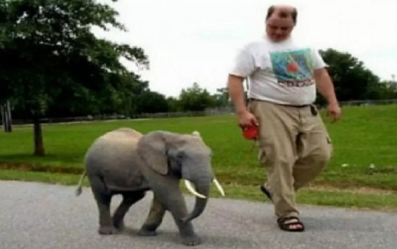 Asal-Usul Gajah Kerdil Kalimantan, Kisah Sultan Sulu dan Hadiah dari ...