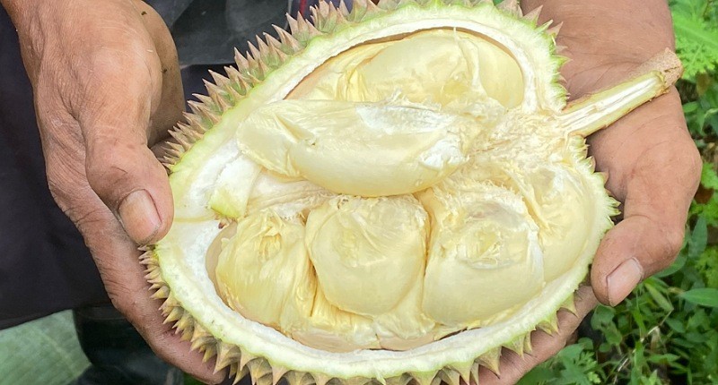 Mencicipi Durian Khas Pelabuhanratu dari Kebun, Ada si Cokelat dan si Susu yang Paling Lezat