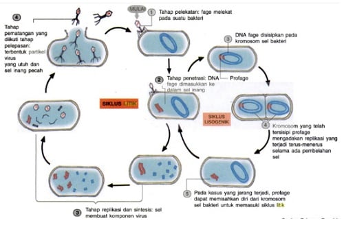 Daur Litik: Proses Reproduksi Virus Beserta Urutan Mekanisme dan Gambar ...