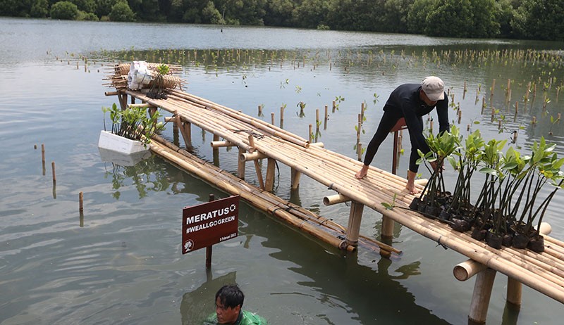 Peduli Lingkungan, Meratus Earth Squad Ajak Semua Pihak Tanam Mangrove Peduli Lingkungan, Meratus Earth Squad Ajak Semua Pihak Tanam Mangrove