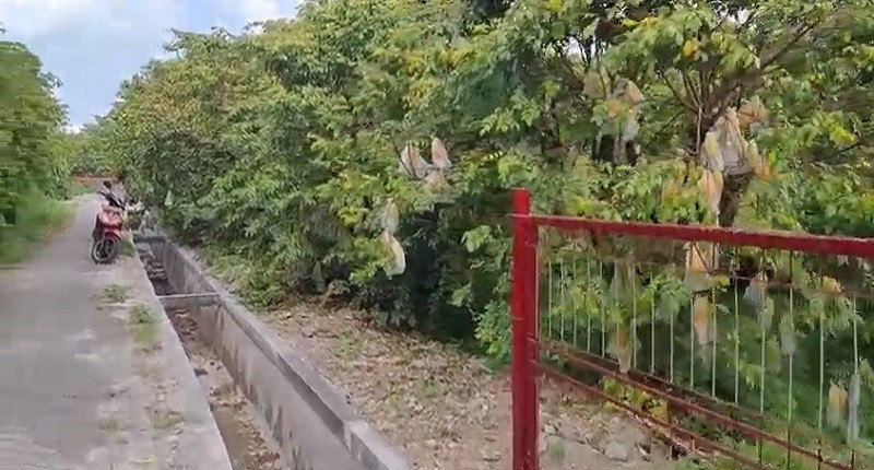 Kampung Unik di Blitar, Singgah ke Desa yang Berlimpah Buah Belimbing Besar dan Manis, Bikin Nagih!
