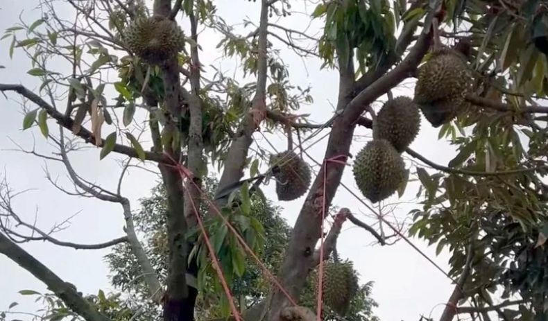 Pendapatan UMKM Badui Melonjak saat Musim Panen Durian, Akhir Pekan Bisa Capai Rp8 Juta