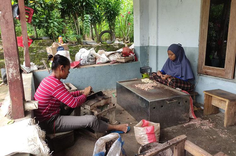 Diburu Konsumen, Harga Kacang Mete Gunungkidul Meningkat Jelang Lebaran Diburu Konsumen, Harga Kacang Mete Gunungkidul Meningkat Jelang Lebaran