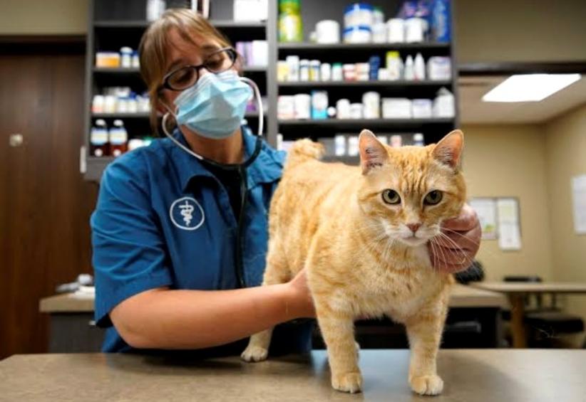 Kucing Terkenal Takut Air, Ternyata Ini Penyebabnya Kucing Terkenal Takut Air, Ternyata Ini Penyebabnya