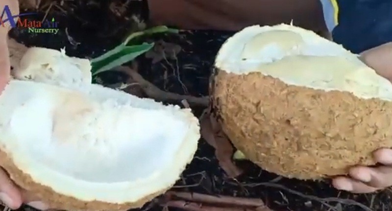 Mengenal Durian Botak Tanpa Duri di Lombok, Ternyata Satu-satunya di Dunia!