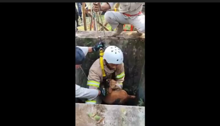 Dramatis, Petugas BPBD dan Damkar Boyolali Evakuasi Anjing Tercebur Sumur Dramatis, Petugas BPBD dan Damkar Boyolali Evakuasi Anjing Tercebur Sumur