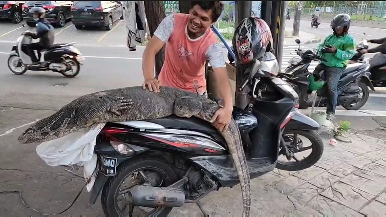 Lagi Mancing, Warga Kaget Lihat Biawak Ukuran Besar Mirip Buaya di ...