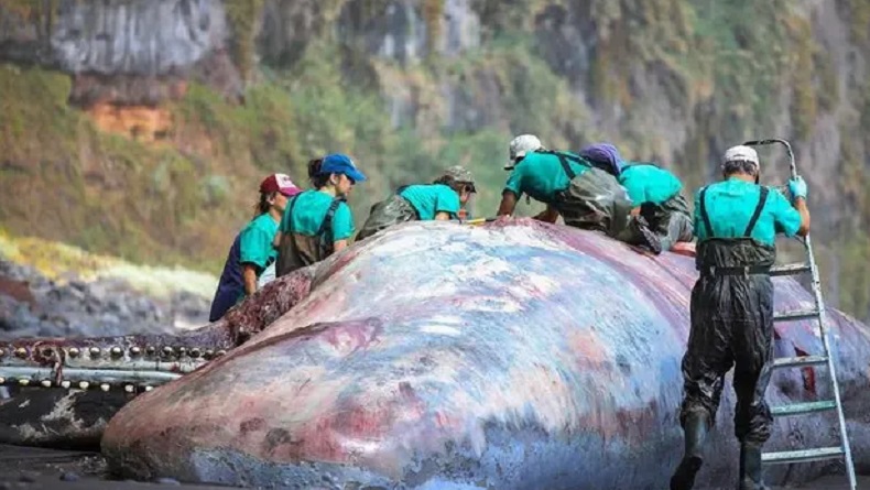 Muntahan Ikan Paus Bernilai Rp8,3 Miliar Ditemukan di Pinggir Pantai ...