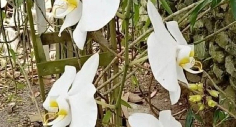 Inilah Nama-Nama Bunga Nasional Indonesia, Tersebar di Seluruh Nusantara