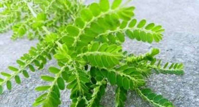 4 Cara Mengolah Daun Meniran untuk Kesehatan Tubuh, Bisa Dibuat Teh ...