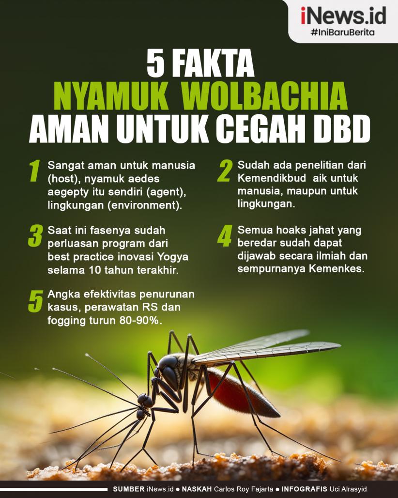 Infografis 5 Fakta Nyamuk Wolbachia Aman untuk Cegah DBD | Companies ... Infografis 5 Fakta Nyamuk Wolbachia Aman untuk Cegah DBD | Companies ...