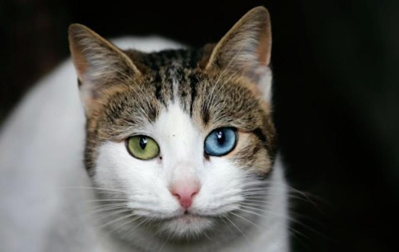 Kucing Buta Warna Mitos atau Fakta? Punya Kemampuan Melihat Lebih Baik ...