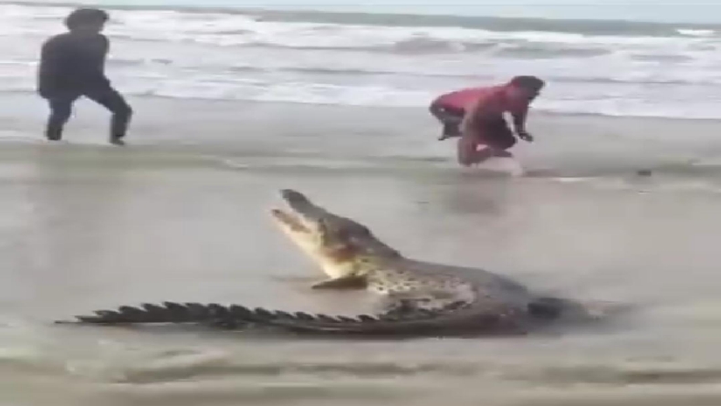 Warga Tangkap Buaya 3 Meter di Bangka Barat Warga Tangkap Buaya 3 Meter di Bangka Barat
